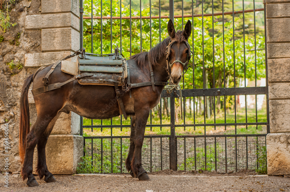 il mulo e' un animale da soma che risulta l'incrocio da un asino e una ...