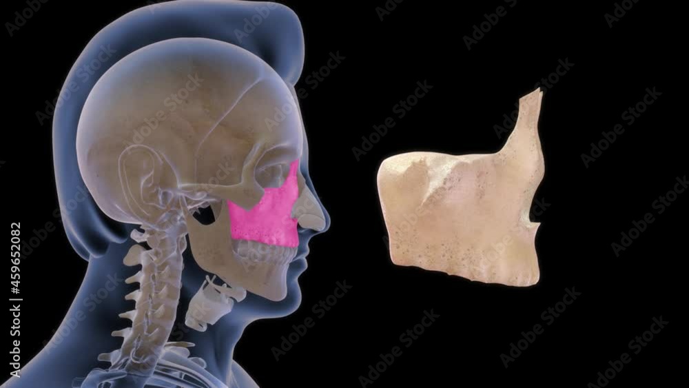 The maxilla is the bone that forms your upper jaw. The right and left ...