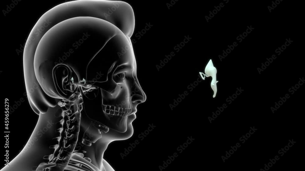 The malleus, incus, and stapes form the ossicular chain that connects ...