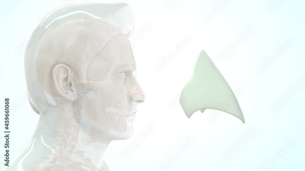 Vidéo Stock The lateral cartilage (upper lateral cartilage, lateral ...