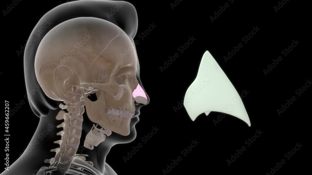 Vidéo Stock The lateral cartilage (upper lateral cartilage, lateral ...