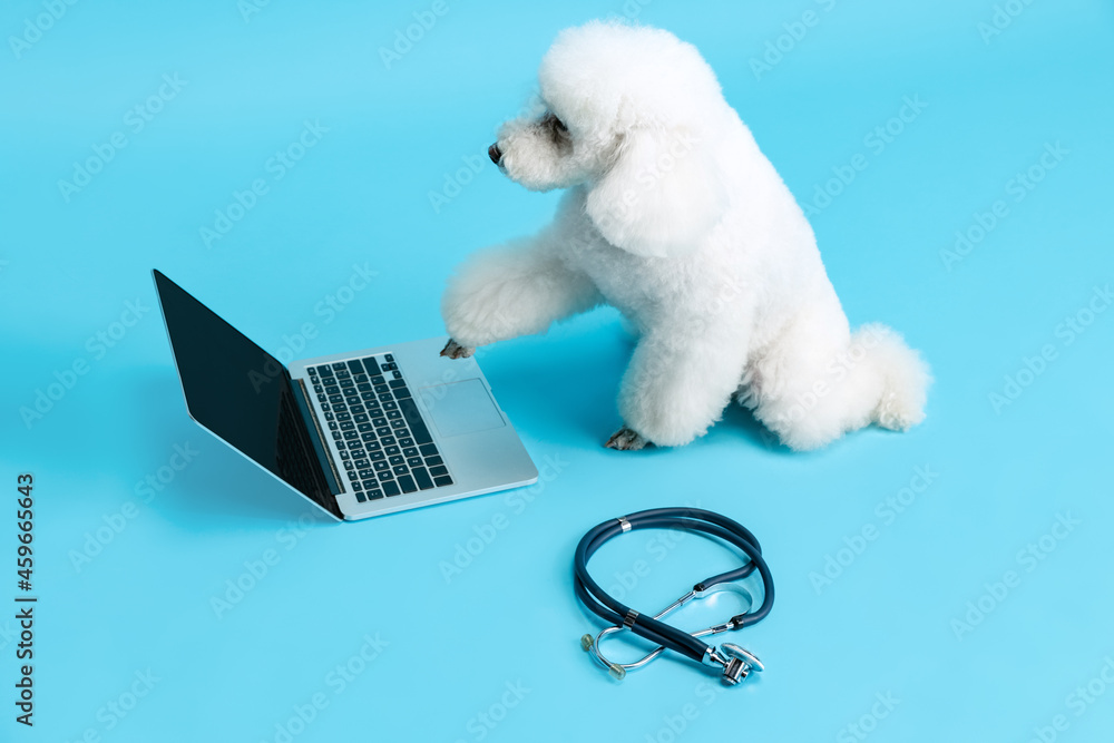 Portrait of cute beautiful white poodle dog using laptop, gadget ...