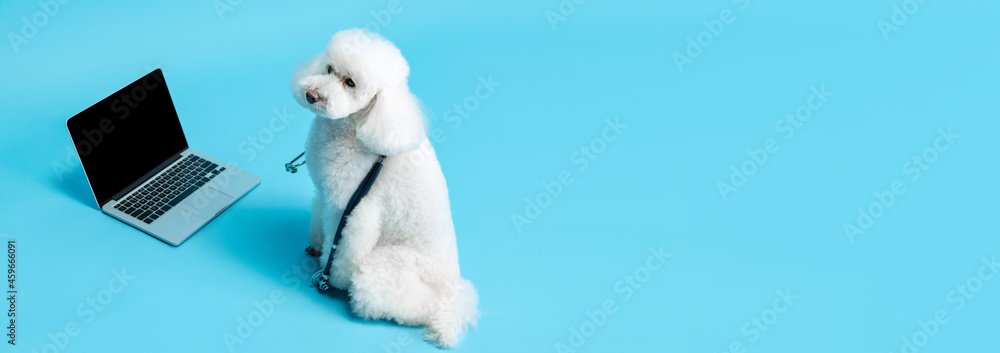 Flyer with cute beautiful white poodle dog using laptop, gadget ...