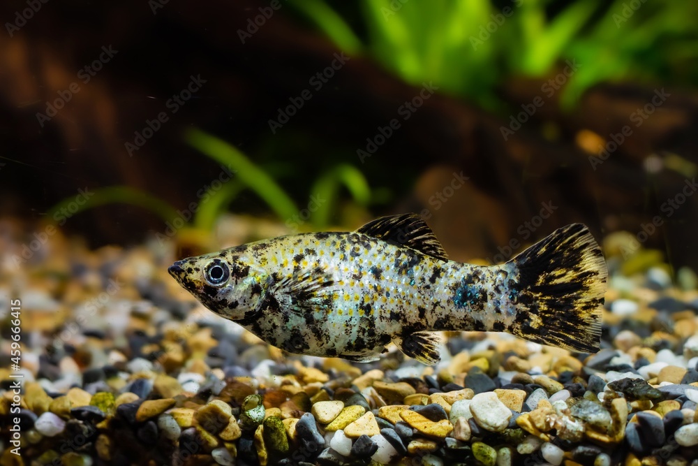 adult female of common molly, rare coloration artificial breed of ...