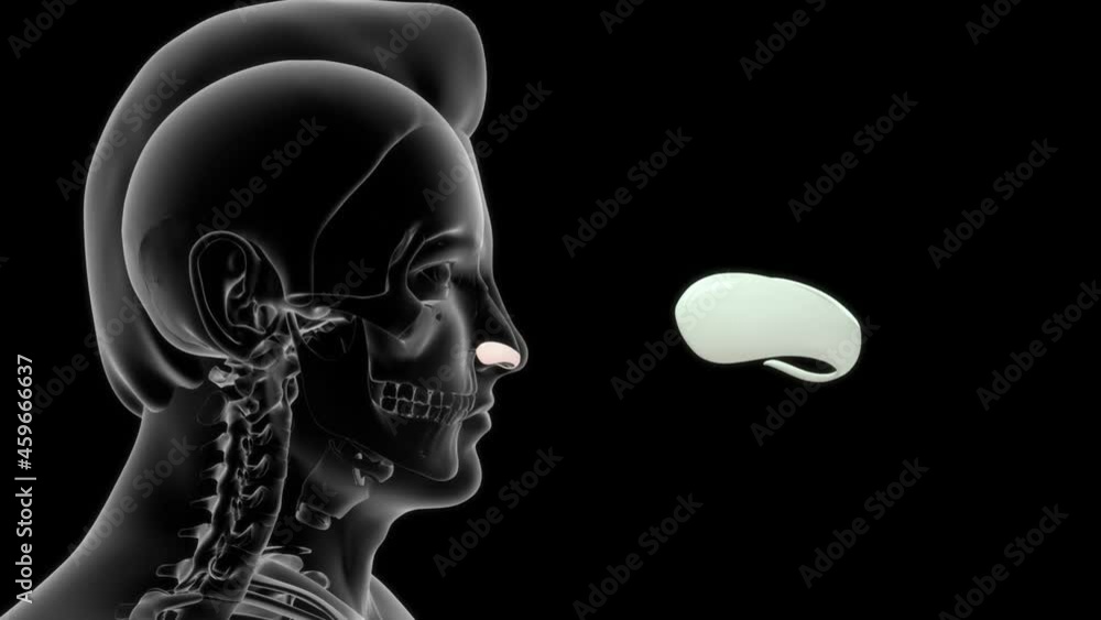 The major alar cartilage (greater alar cartilage) (lower lateral ...