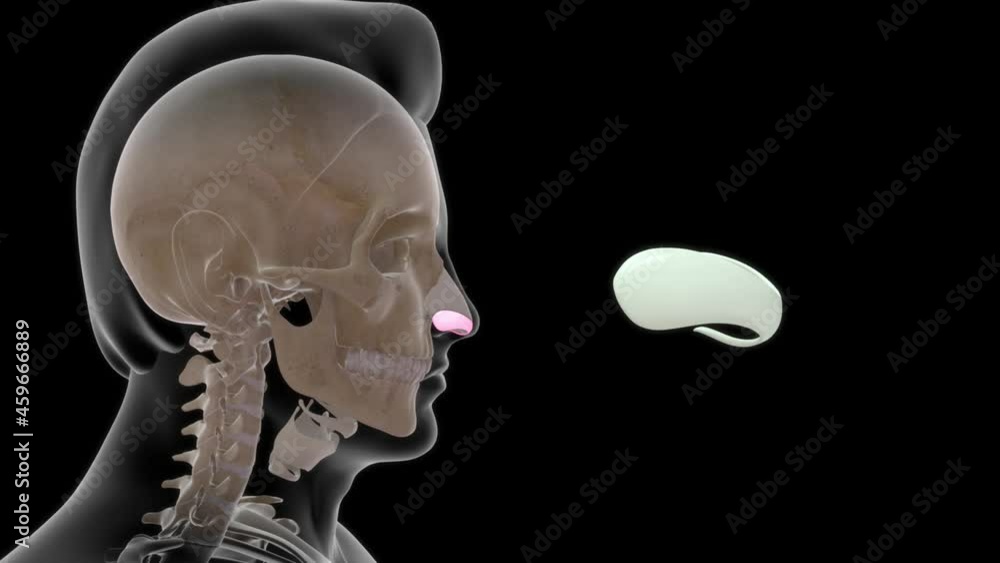 The major alar cartilage (greater alar cartilage) (lower lateral ...