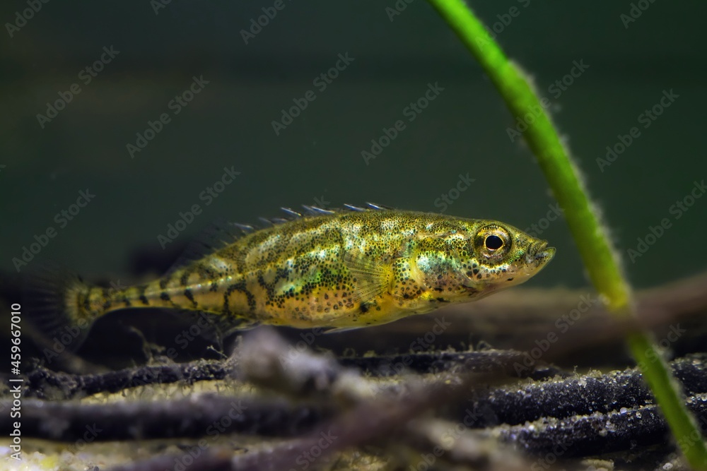 cautious and timid adult ninespine stickleback, clever tiny freshwater ...