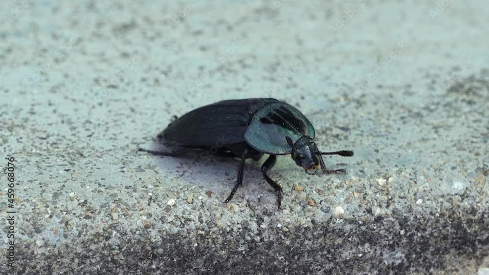 Macro of a large black beetle on the sidewalk with antennae moving all ...