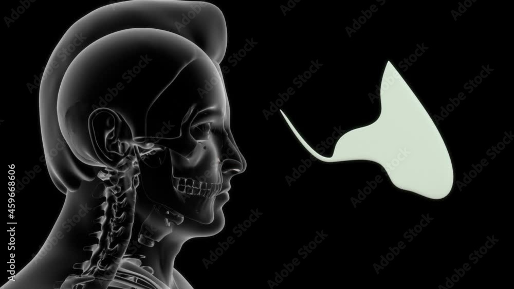 The septum is a bony and cartilaginous midline structure that provides ...