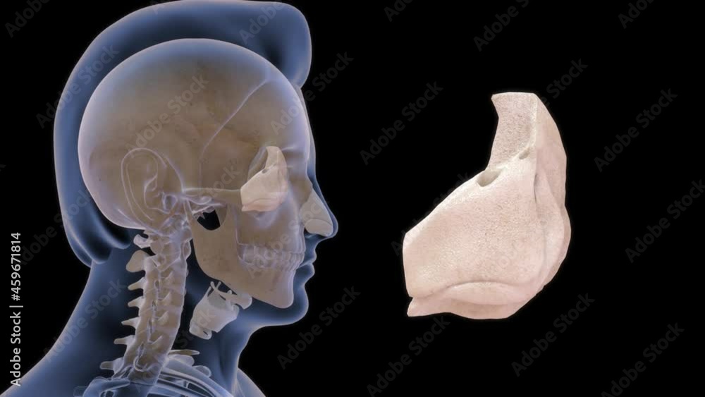 Ethmoid Bone The ethmoid bone is an unpaired bone in the skull that ...