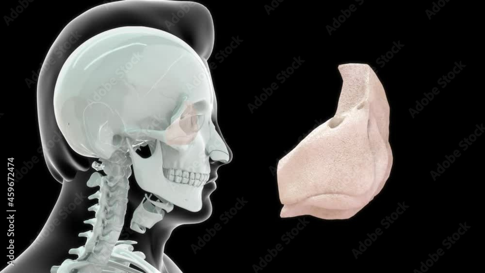 Ethmoid Bone The ethmoid bone is an unpaired bone in the skull that ...