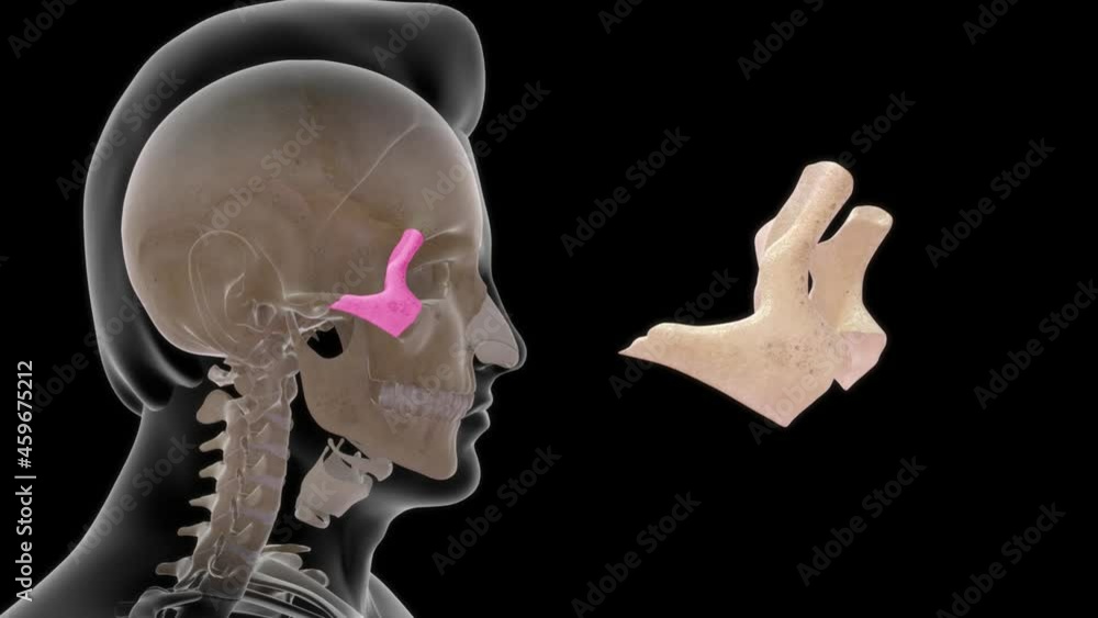 The zygomatic bone is a paired, irregular bone that defines the ...