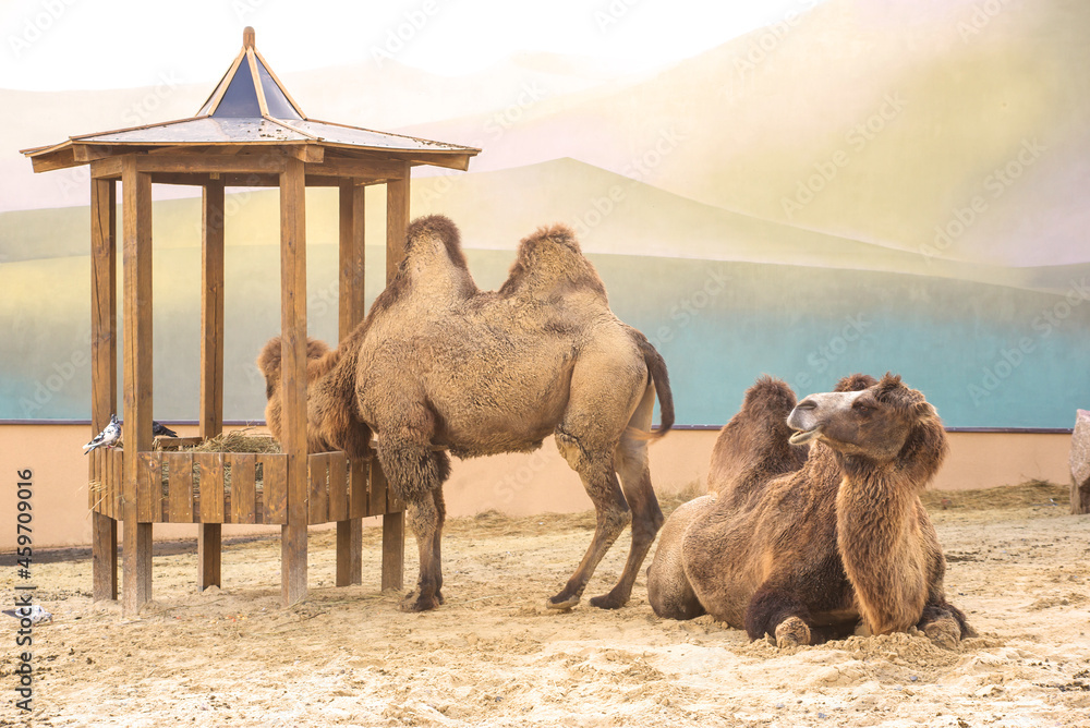 Poster The Bactrian camel, also known as the Mongolian camel, is a ...