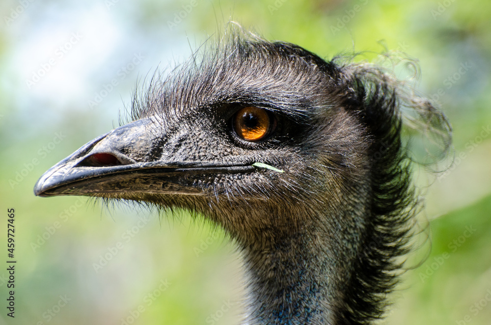 The emu (Dromaius novaehollandiae) is the second-largest living bird by ...