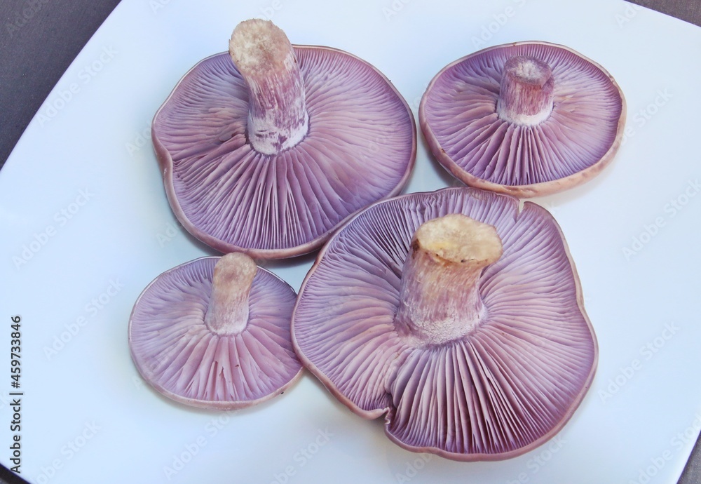 Clitocybe nuda, comúnmente conocido como la madera blewit (pie azul) y ...