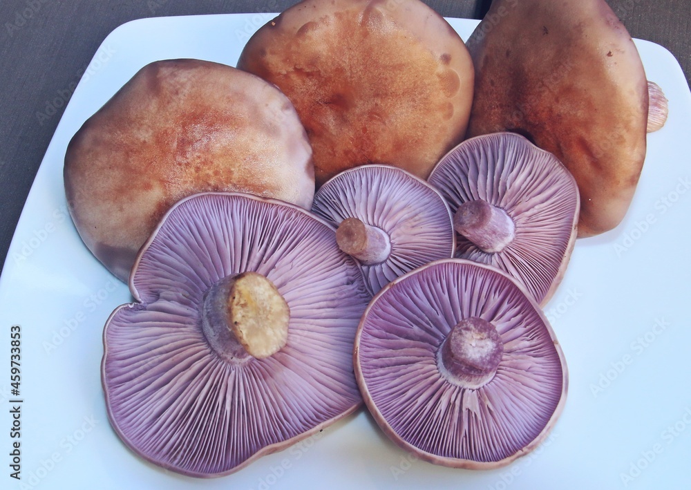 Clitocybe nuda, comúnmente conocido como la madera blewit (pie azul) y ...