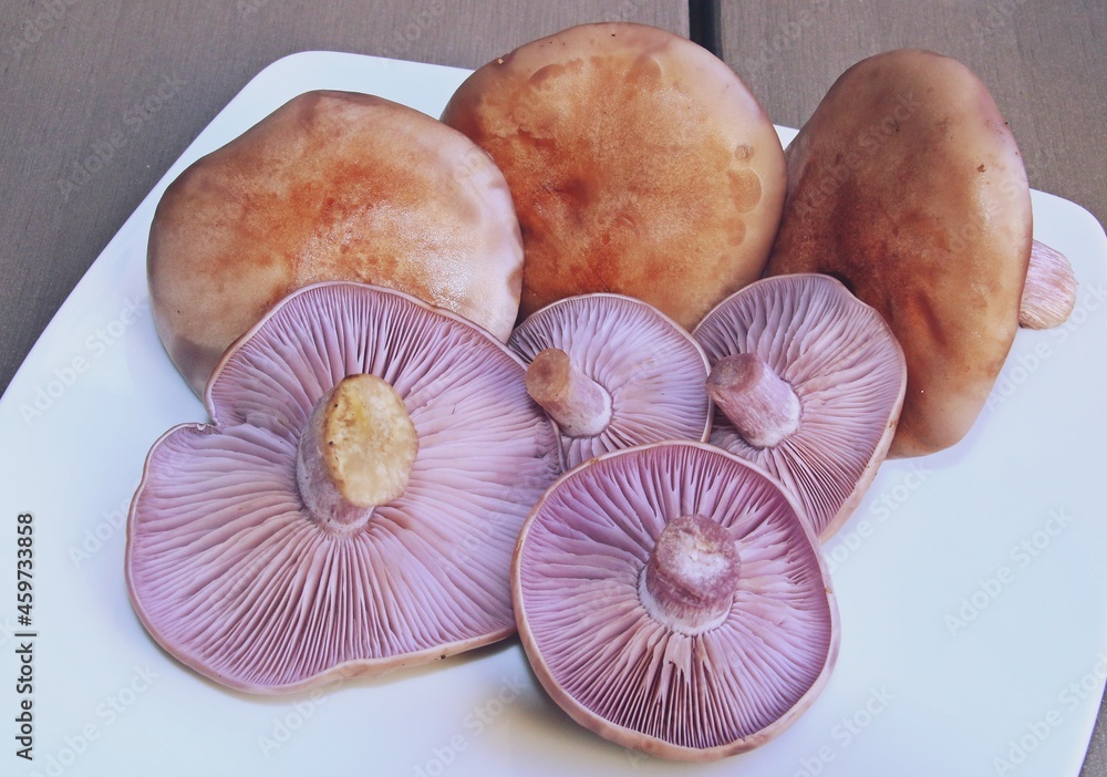 Clitocybe nuda, comúnmente conocido como la madera blewit (pie azul) y ...