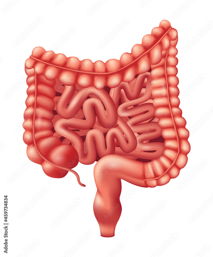 Human Intestines Organ - Human Organs Collection, realistic vector ...