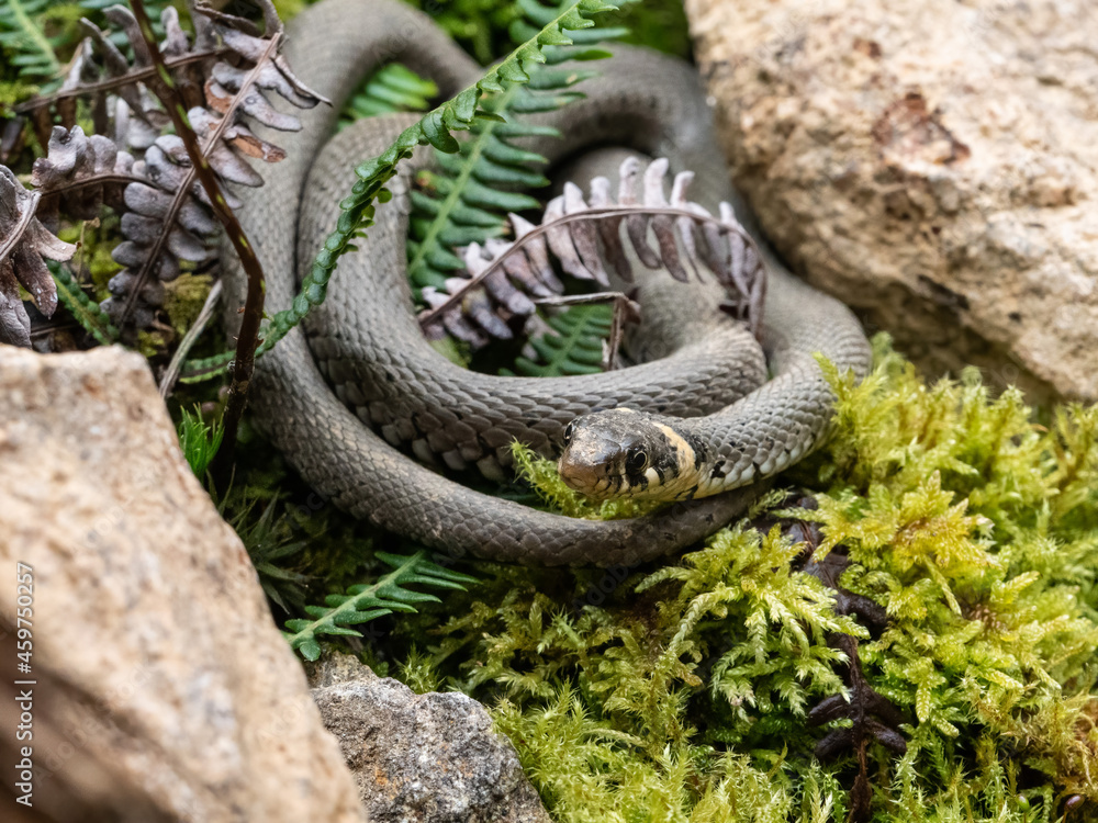 Ringelnatter (Natrix natrix) zwischen zwei Steinen Stock Photo | Adobe ...