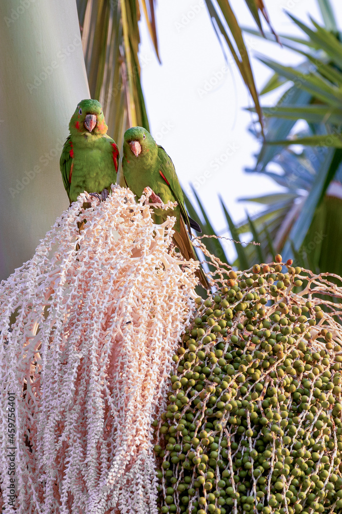 A couple of White-eyed Parakeet also know as white-eyed conure or ...