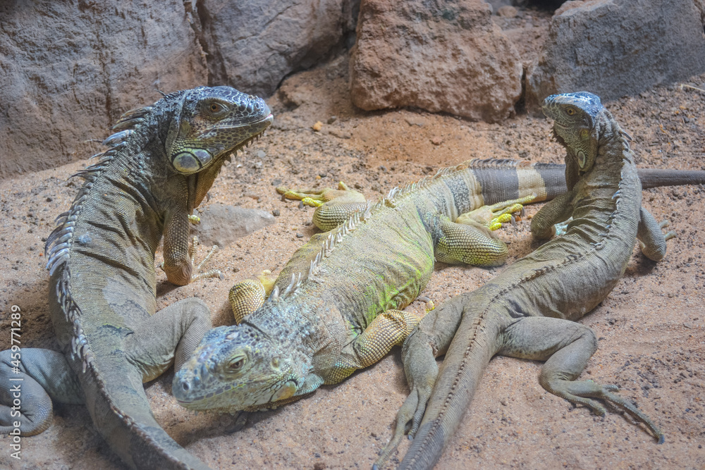 Iguanas - herbivorous lizards that are native to tropical areas of ...