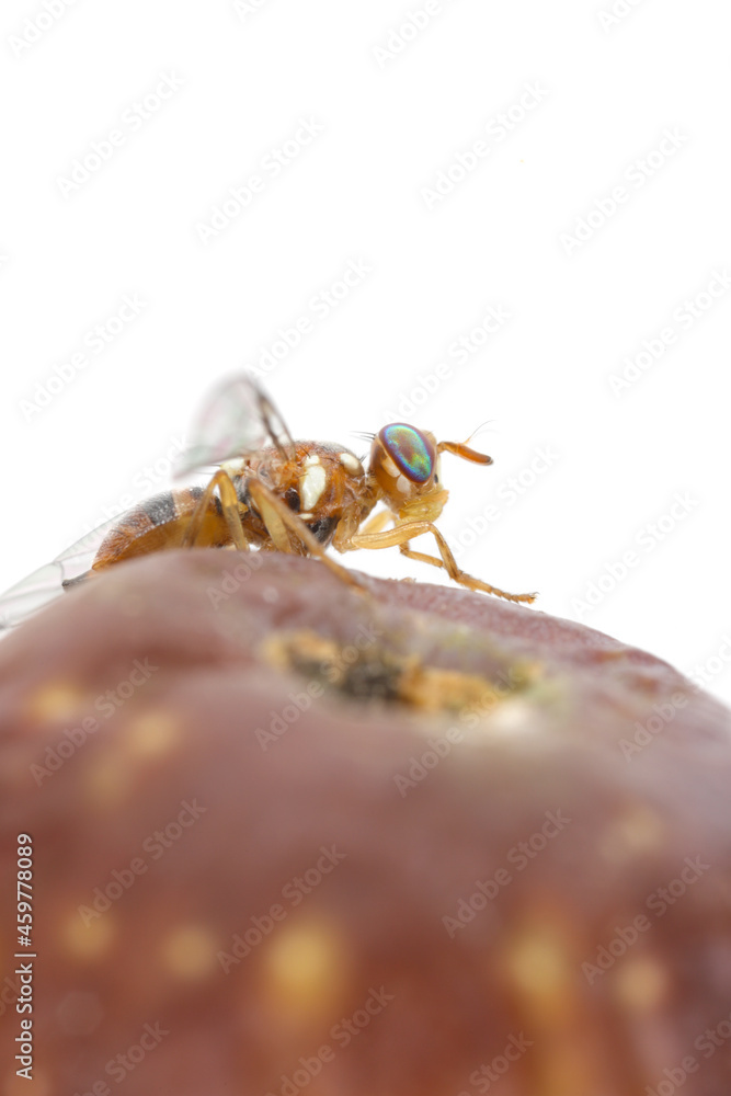 Olive Fruit fly- Bactrocera oleae. One of the most important olive ...