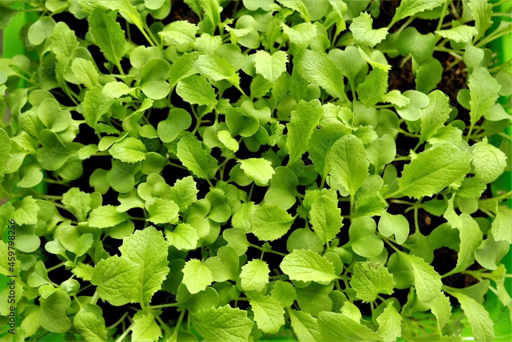 Chinese cabbage seedling in drops of water.cultivation of Chinese ... Chinese cabbage seedling in drops of water.cultivation of Chinese ...