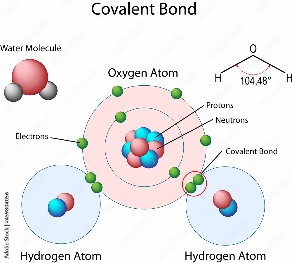 covalent bond of water diagram Stock Vector | Adobe Stock