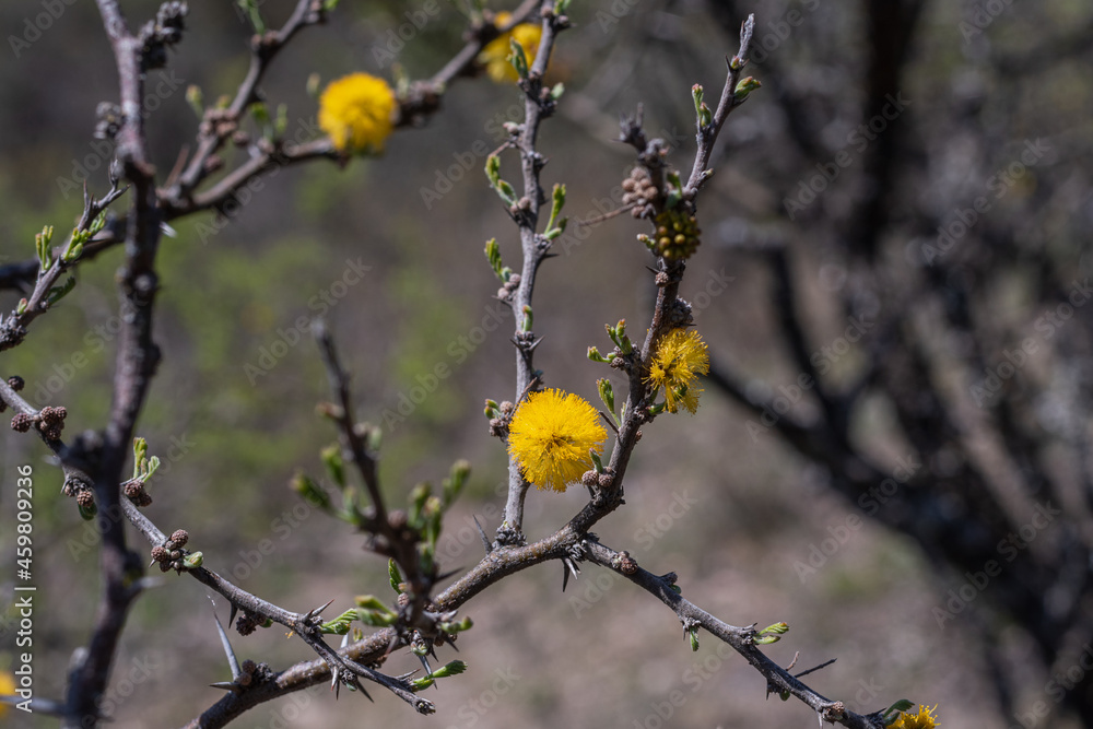 yellow wagtail on a branch Vachellia caven espinillo cordoba argentina ...