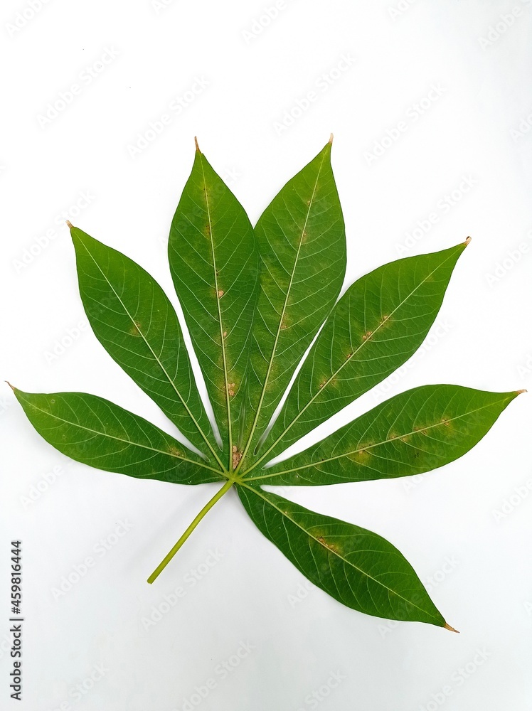 The leaves of the kapok tree are green on a white background Stock ...