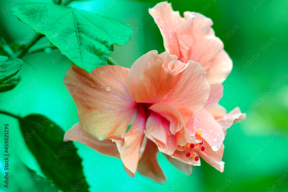 Joba (Hibiscus) flower Stock Photo | Adobe Stock