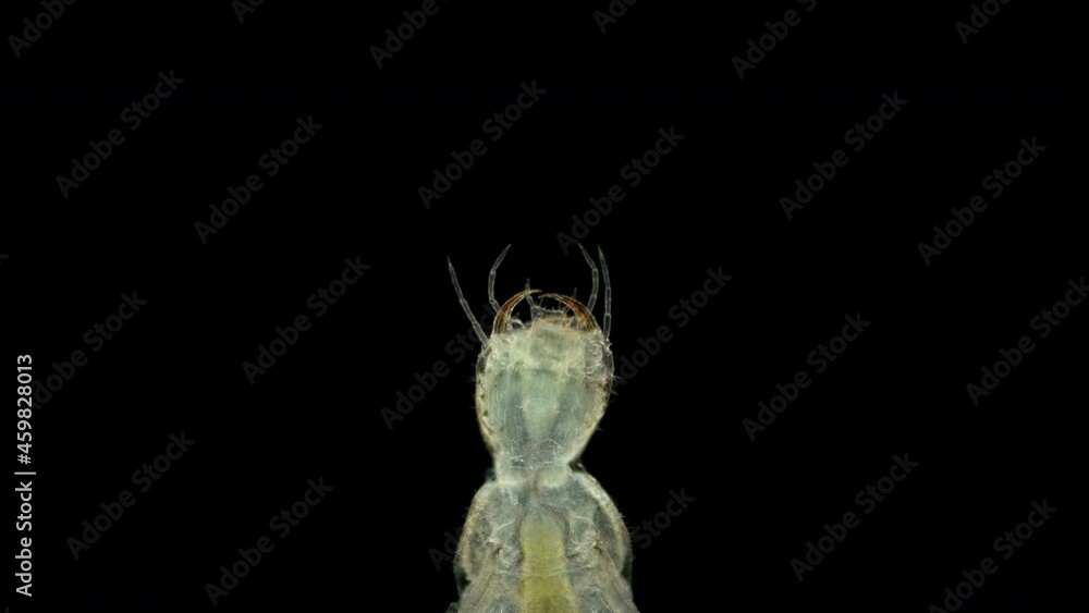 Dytiscidae beetle larva under a microscope, order Coleoptera. Predator ...