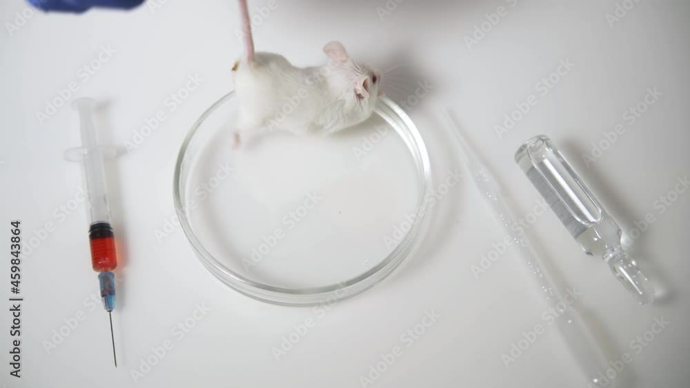 White albino mouse in a petri dish. The experimental mouse moves its ...