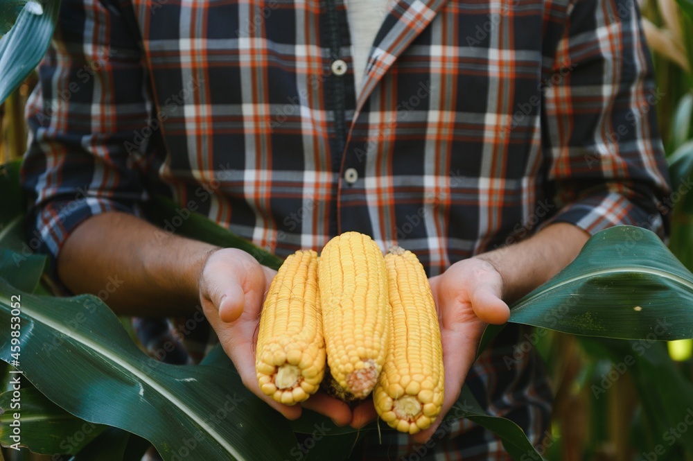 Farmer hand examining ripe corn on the cob. A fresh ear of ripe corn in ...