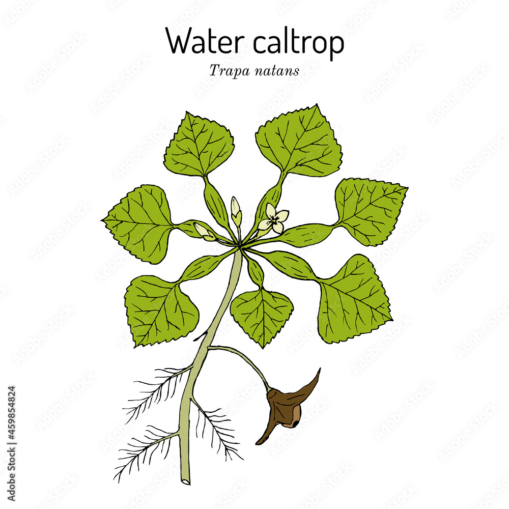 Water caltrop Trapa natans , edible and medicinal aquatic plant Stock ...