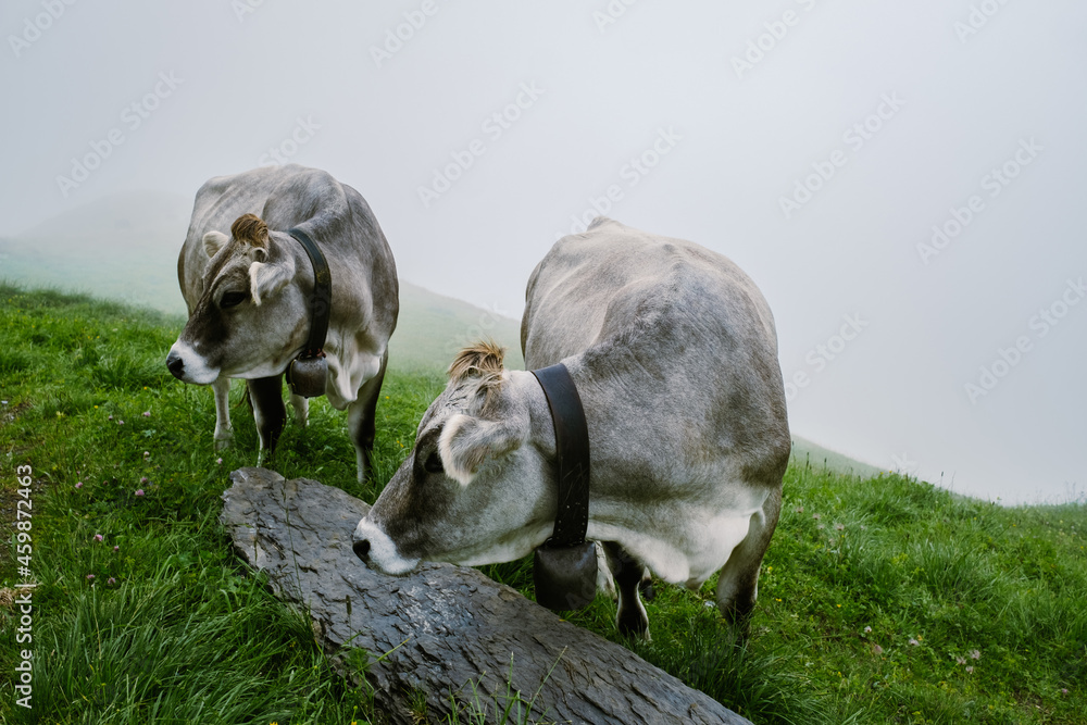 cows in meadow with parts of Mattenberg in the background, Bernese ...