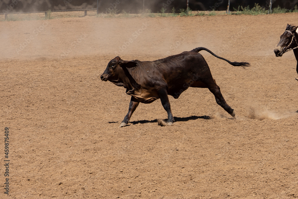 Calf being herded around a marker in a dusty arena in an Australian ...