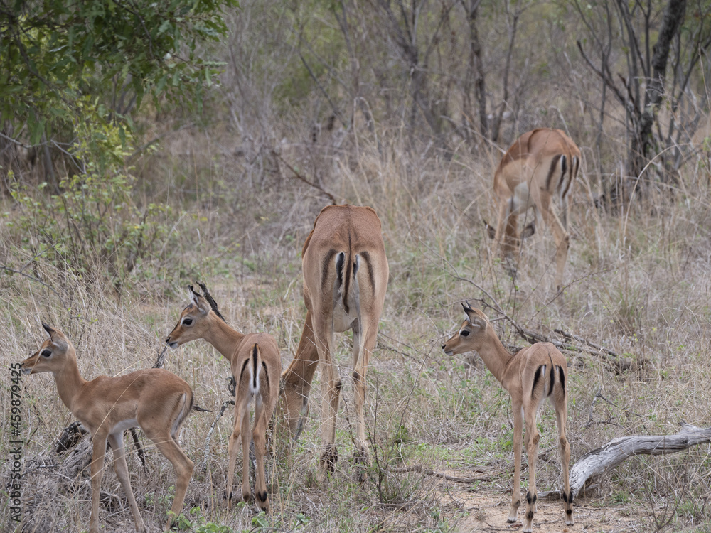 Group of antelopes captured in South Africa Stock Photo | Adobe Stock