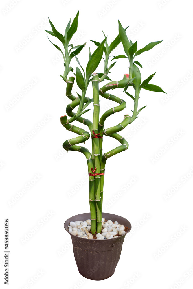 Plant Of Guan Yin