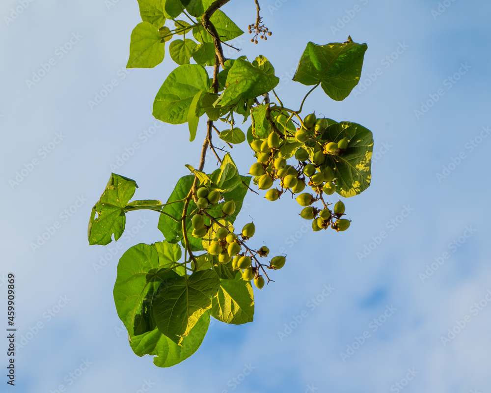 Summr sketch, branch of paulownia tree with seeds on blue sky clouds ...