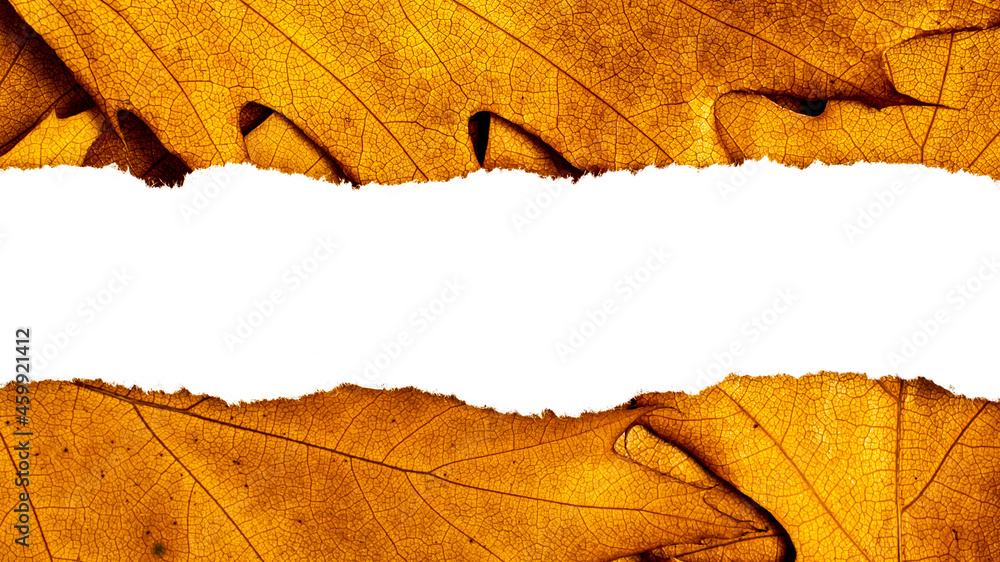 Blank note on a notice board. autumn background with leaves Stock Photo ...