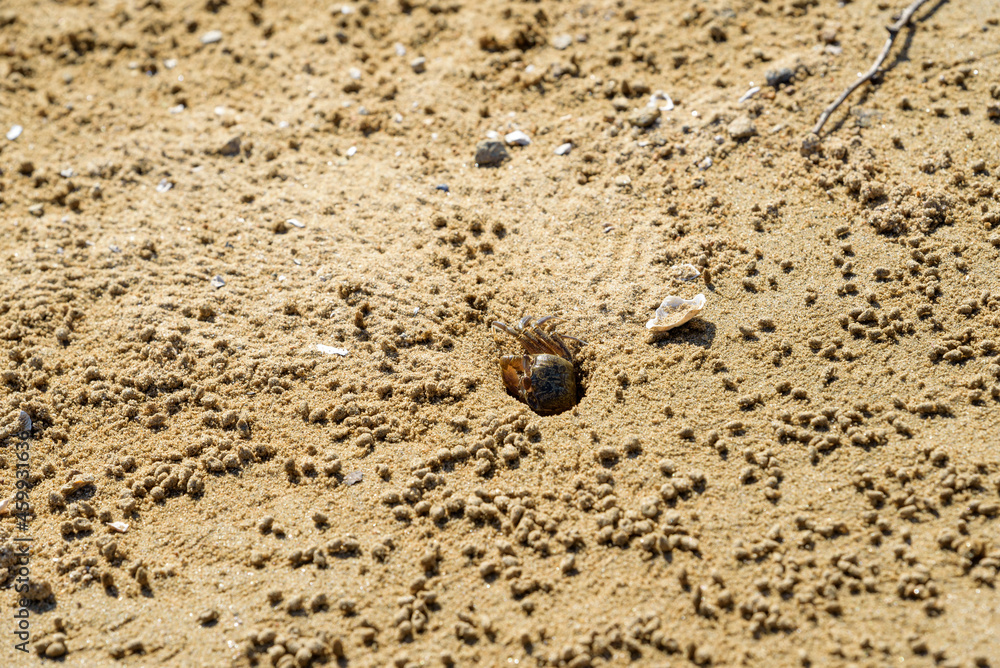 Sand bubbler crab peeping out of their burrows on a sandy beach Stock ...