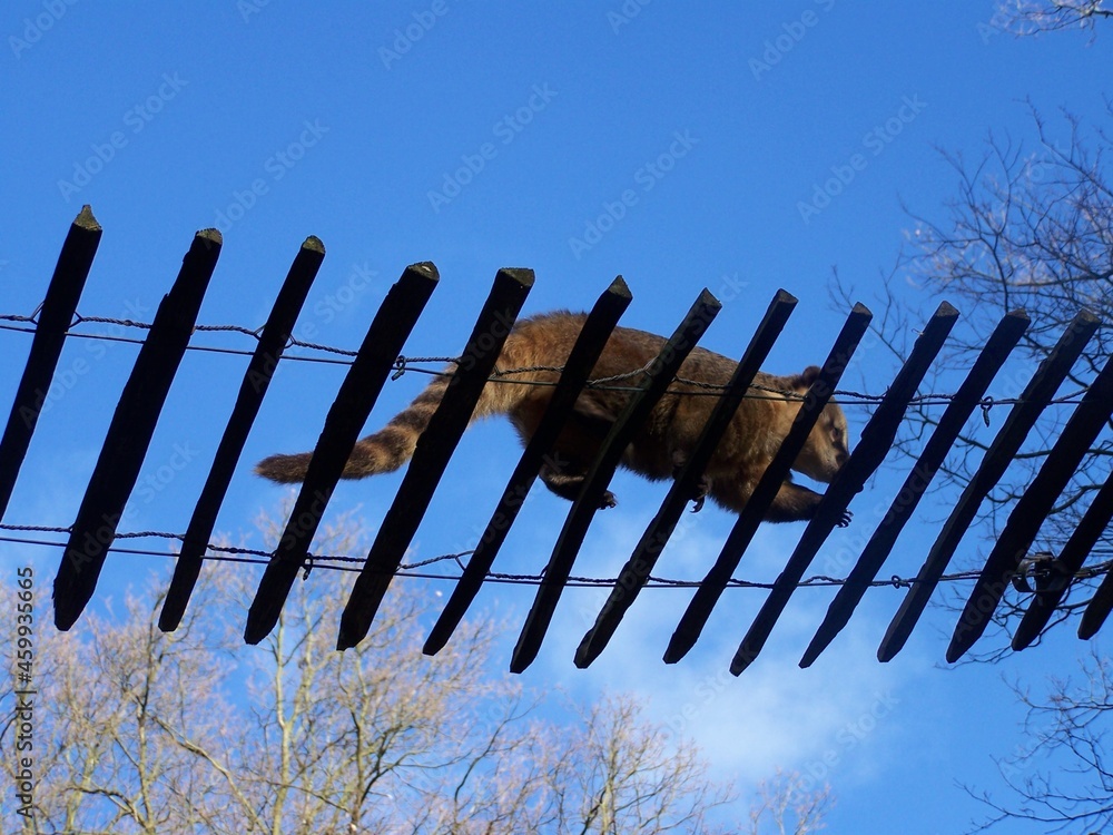 Coati on a ladder (Zoo Dortmund, North Rhine-Westfalia, Germany), Ziege ...
