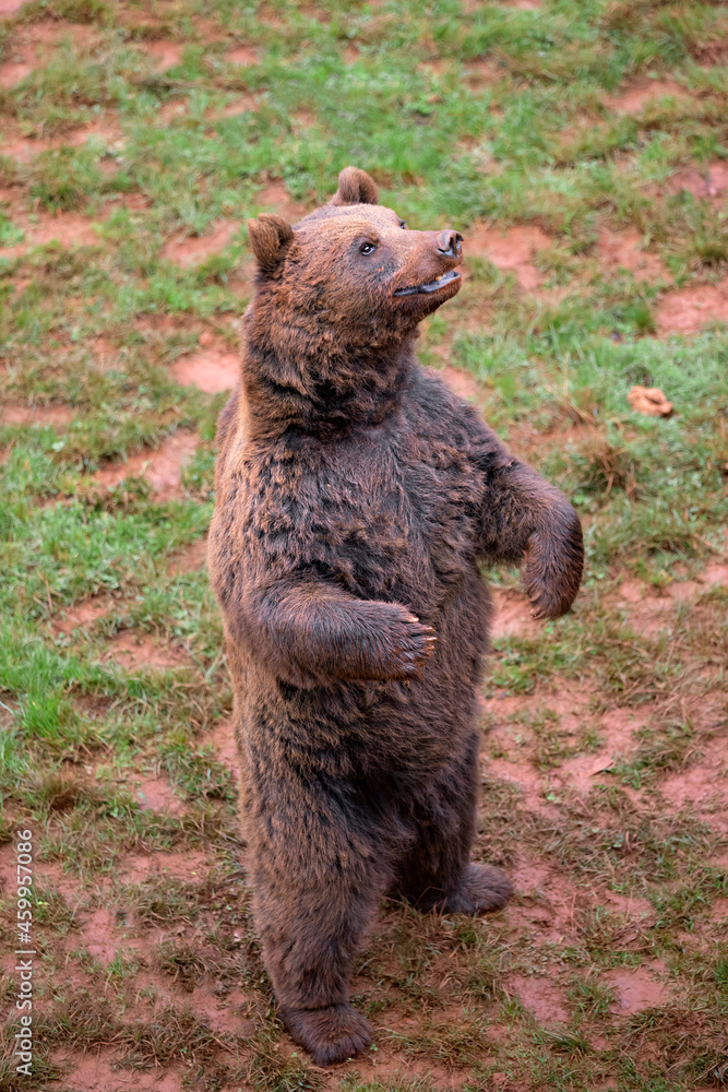 Poster large grizzly bear standing upright – Wall Art | UkPosters