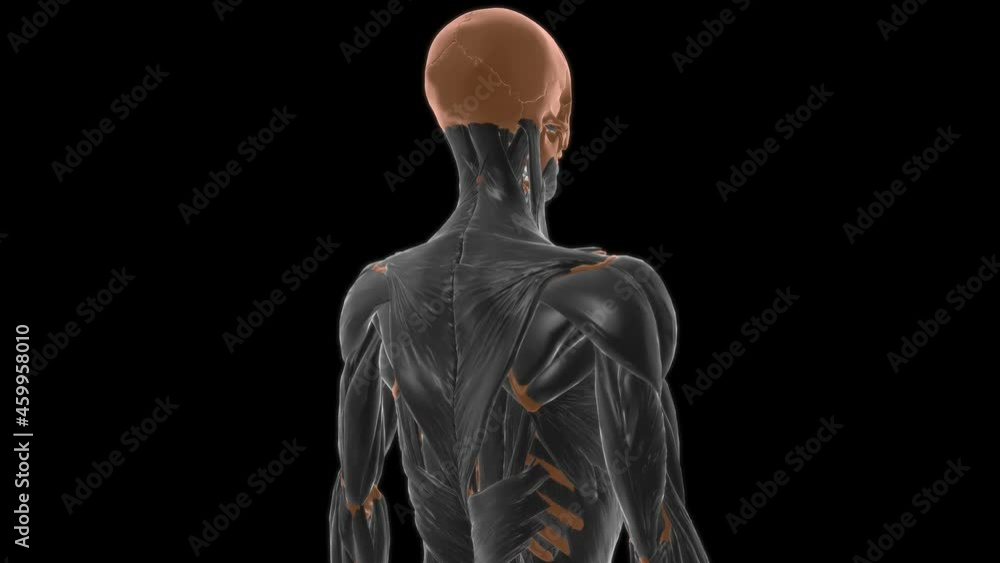 Sternocostal part of pectoralis major Anatomy For Medical Concept 3D ...