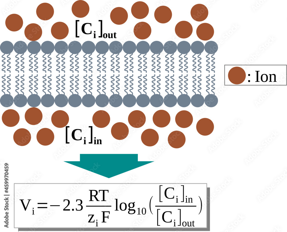 Nernst equation for calculating the equilibrium potential Stock Vector ...