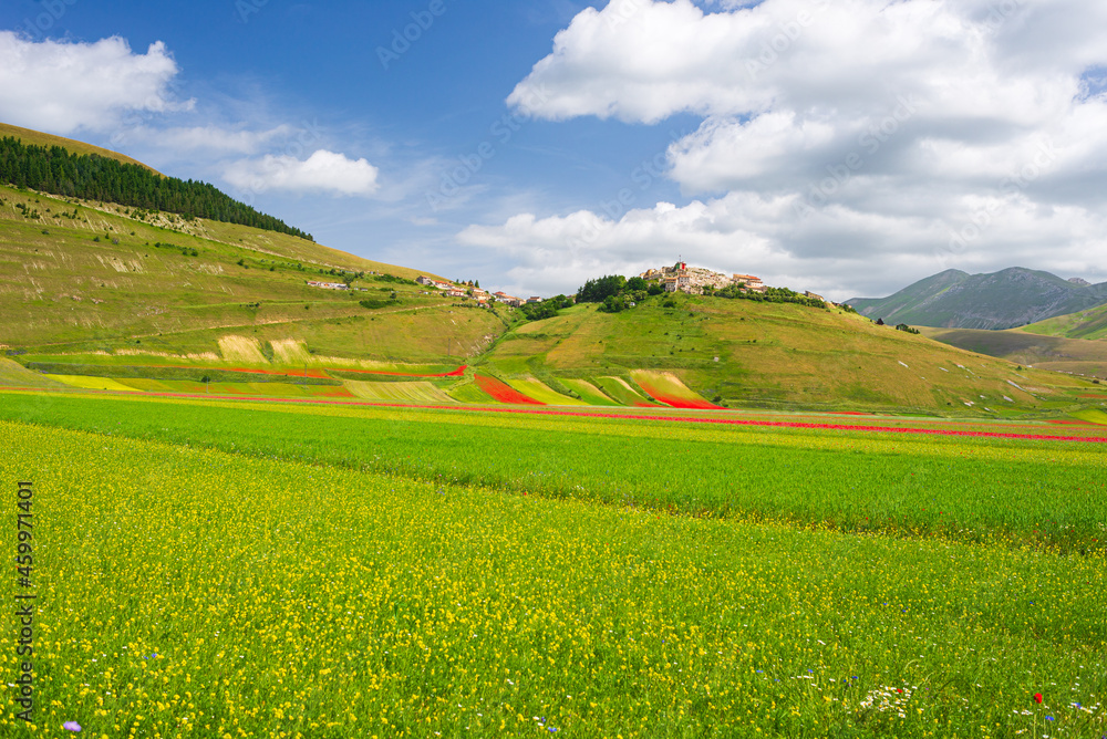 Castelluccio di Norcia highlands, Italy, blooming cultivated fields ...