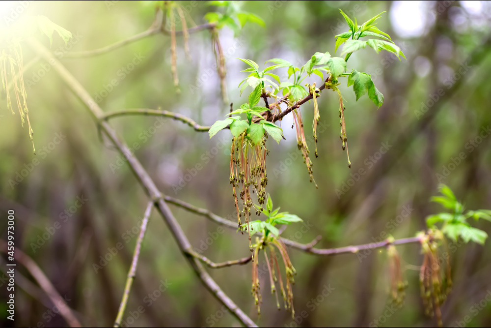 Inflorescences of ash-leaved maple spring time (box elder, boxelder ...