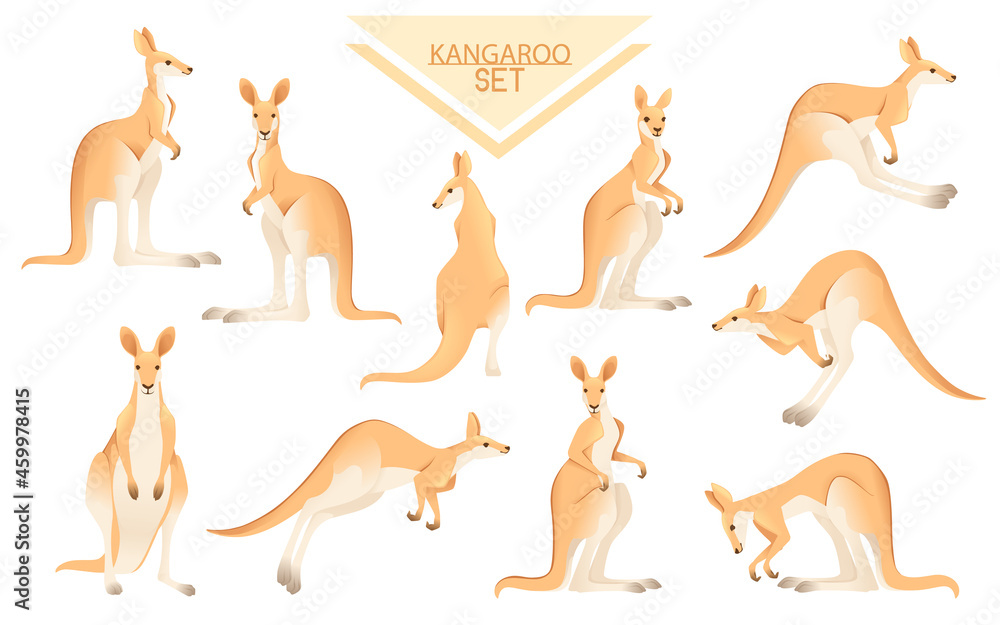 Set of cute adult kangaroo australian animal cartoon animal design ...