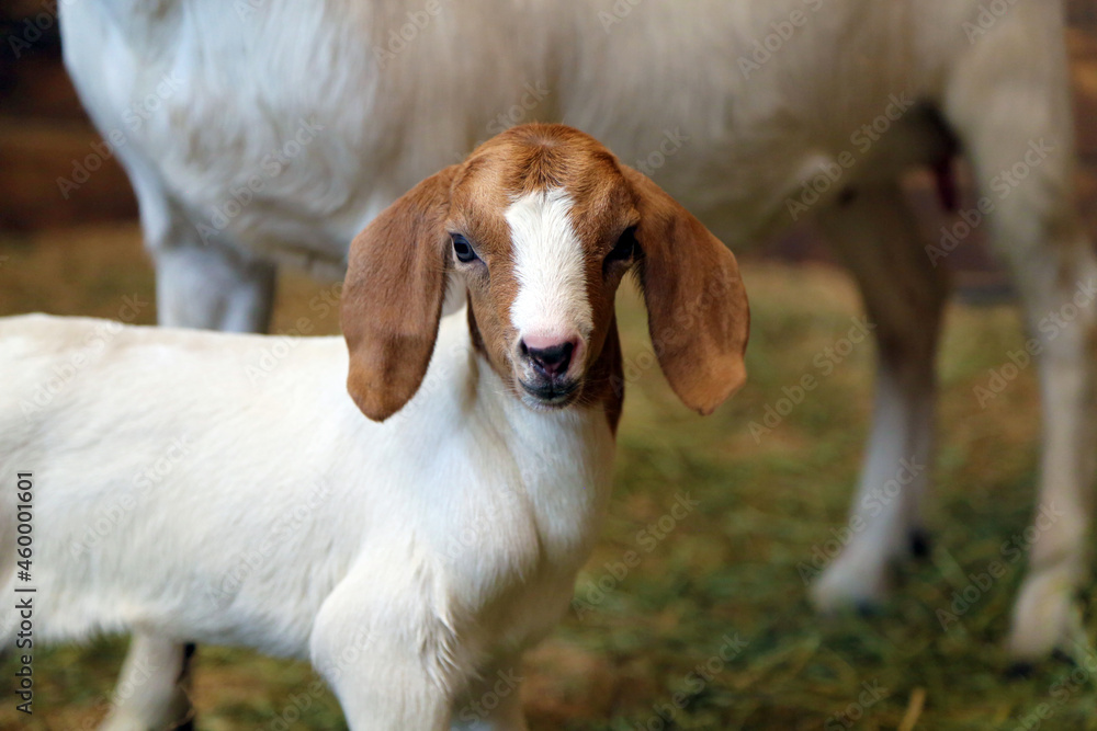 Cute Baby Boer Goats